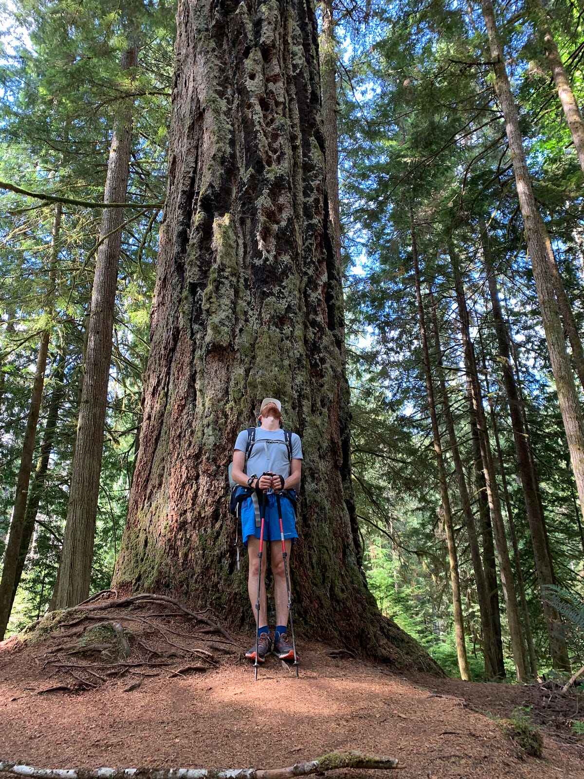Why You Need More Trees in Your Life | by Brain Terrain | Steve ...