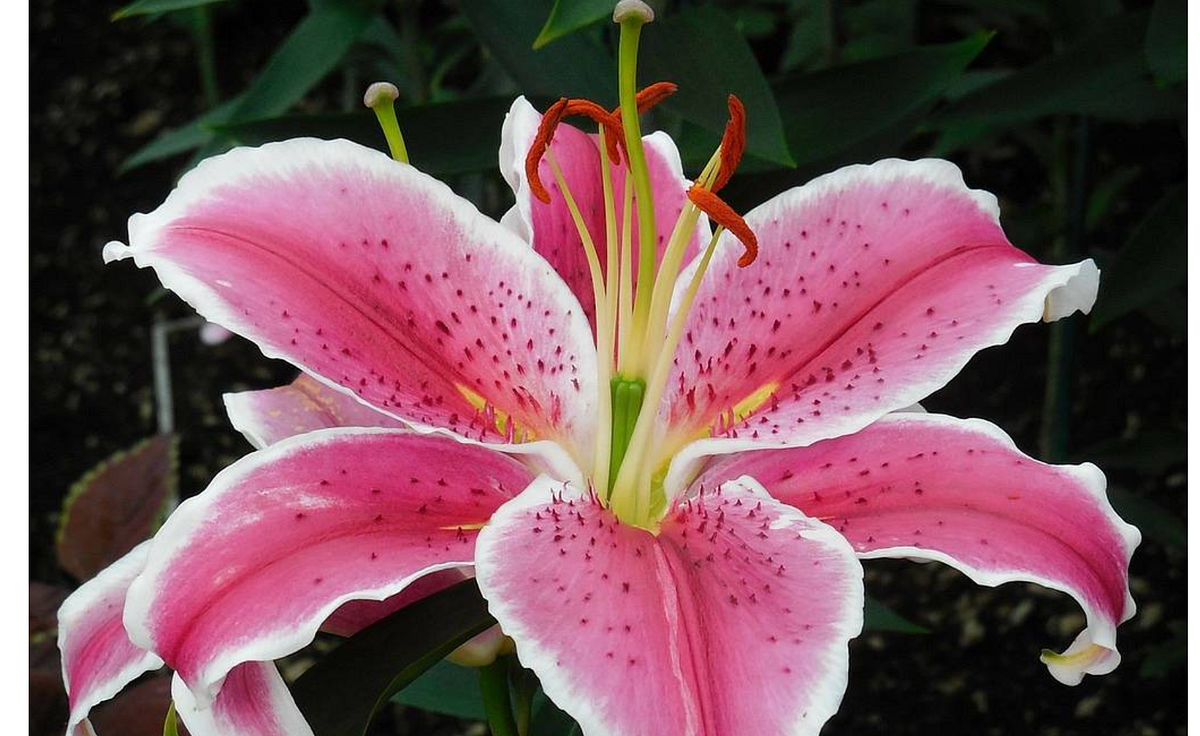 Is Lily losing her pink?. Lily woke up a little late that day… | by ...