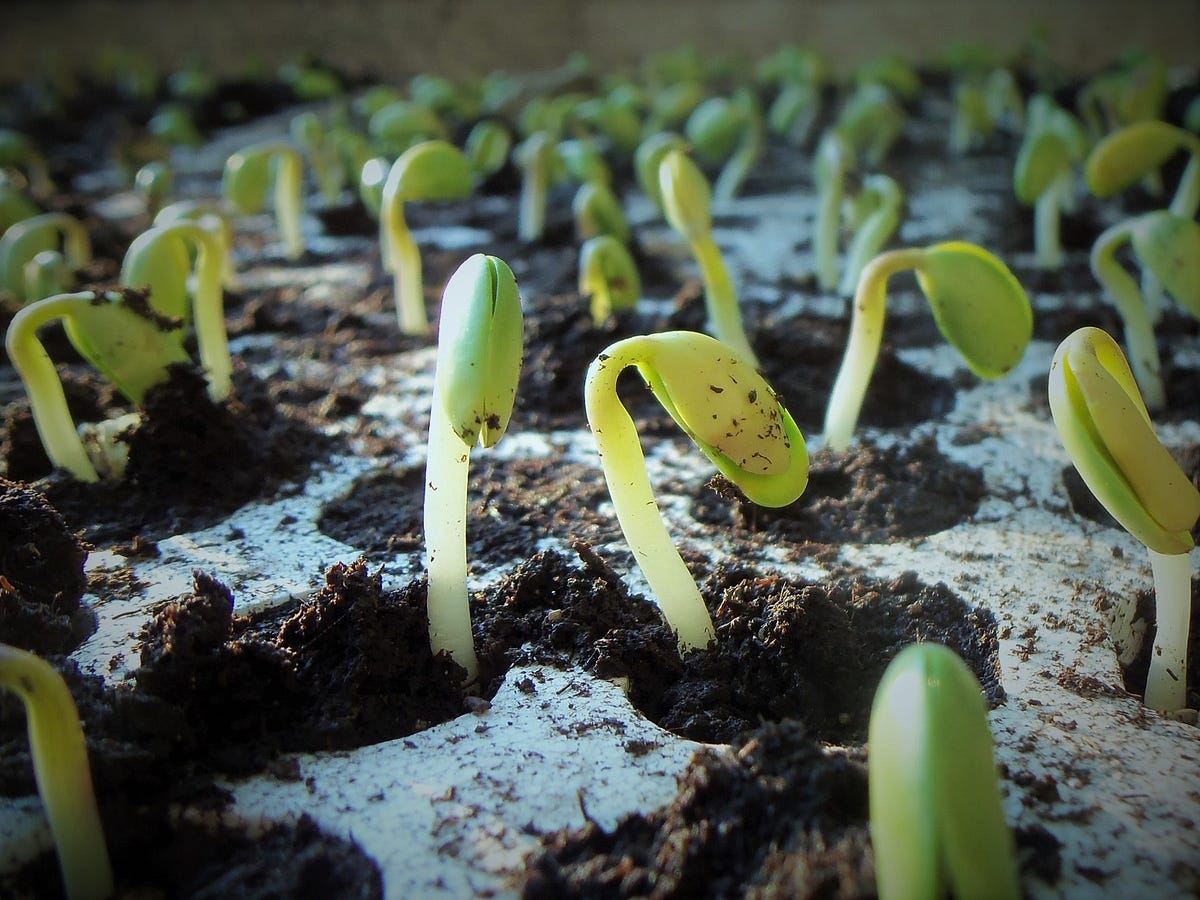 The Soy Toolkit: five steps to sustainable soy | by Global Canopy ...