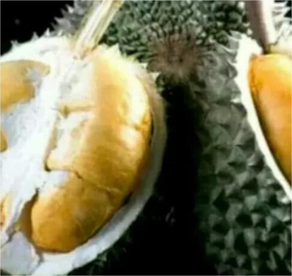 Bibit Durian Duri Hitam Kaki 3 Asli Pohon Ochee Kota Surabaya Terunggul | by Itangnursery | Medium