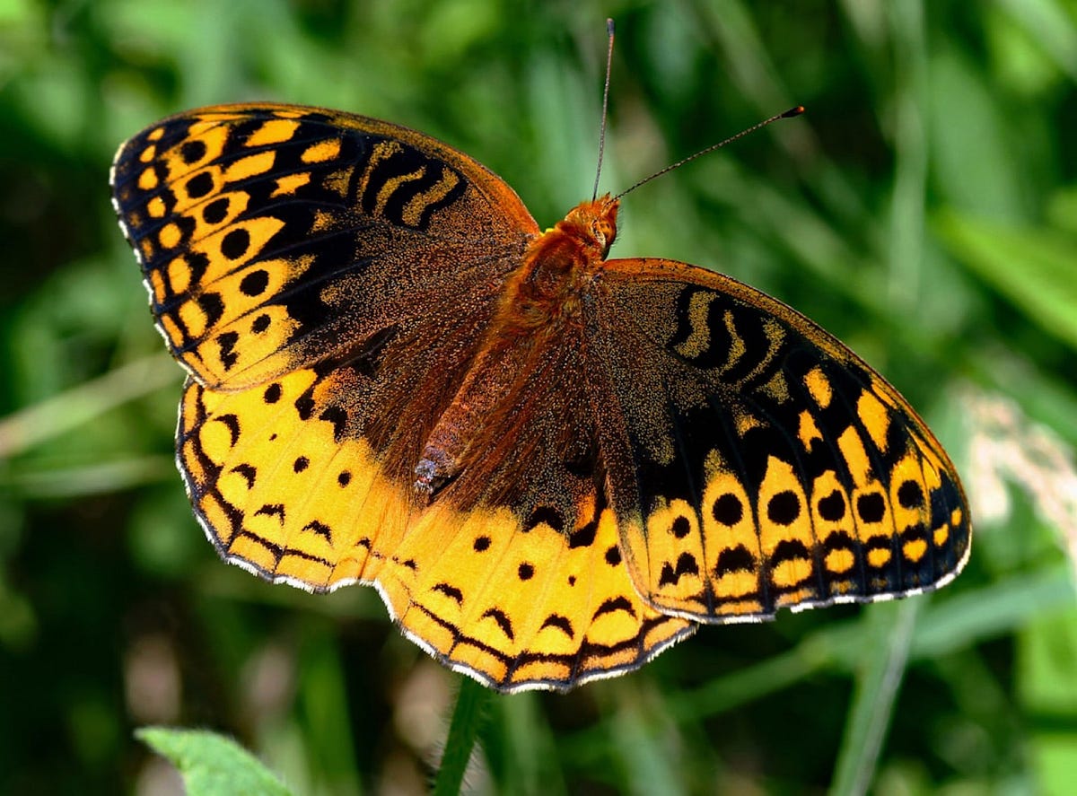 Your Lawn Didn’t Ask to Be Boring | by Lisa Schamess | The New Outdoors ...