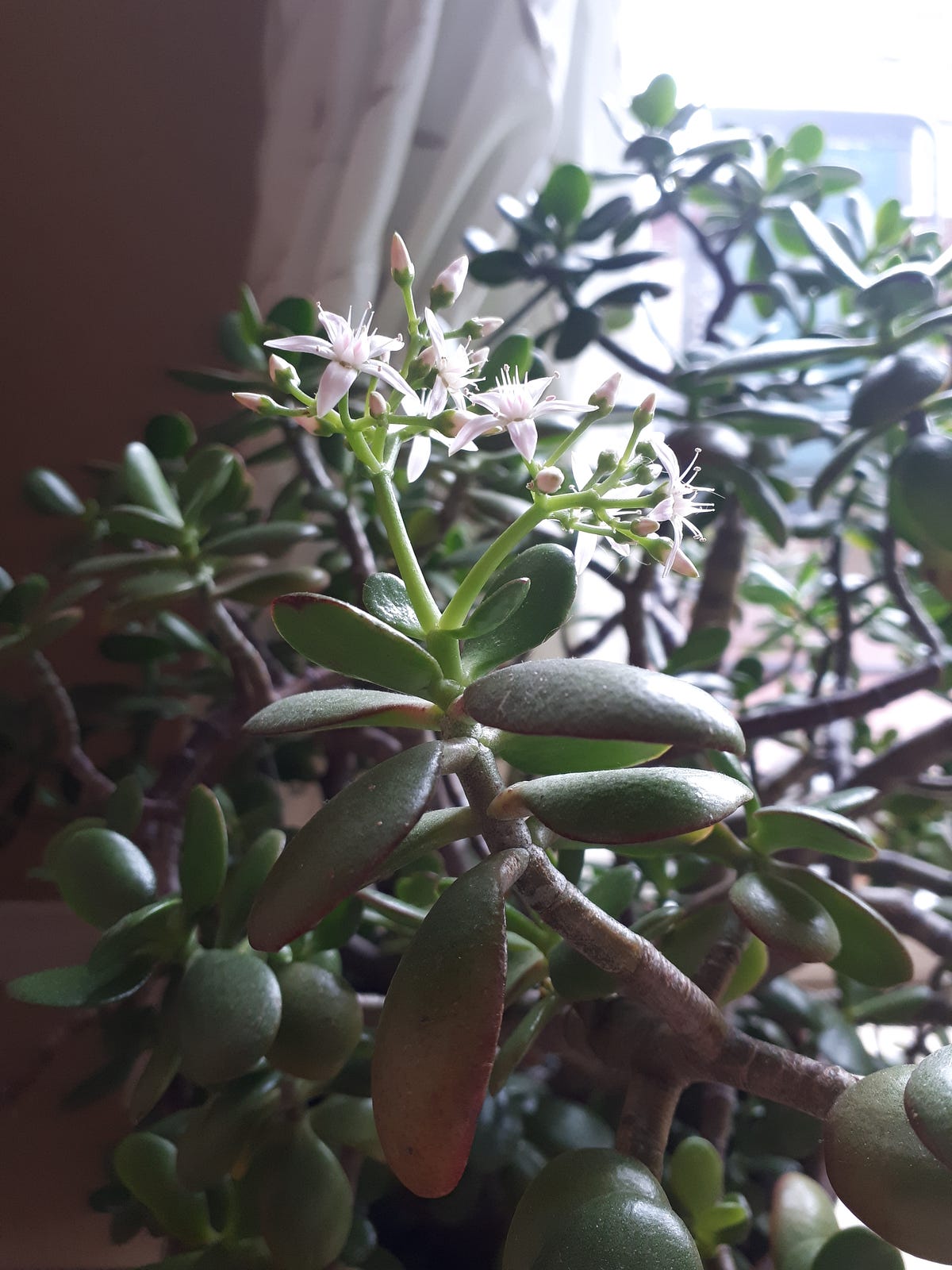 Tubba’s Bloom Boom. Shame on Me | by Turi Sue | Medium