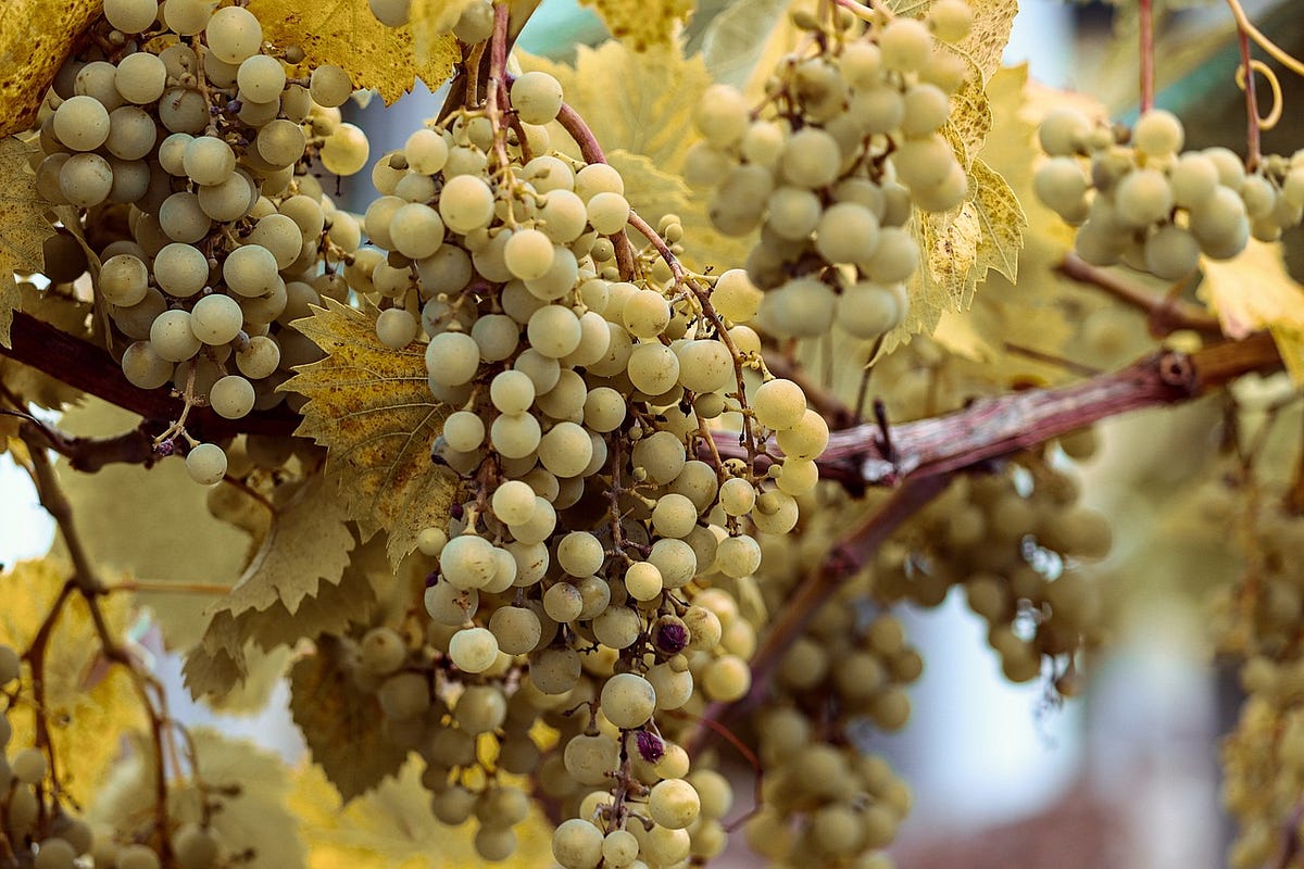 The Grapevine. How odd it must be for life to curl… | by tqn08 | Medium