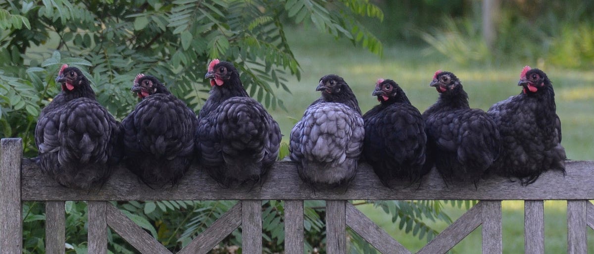 Hen — the debated Swedish pronoun | by Anneli Haake | Medium