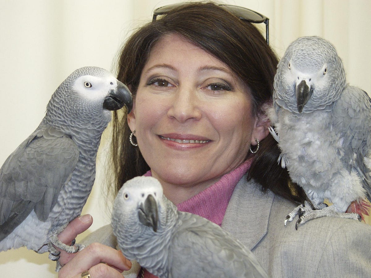 Parrots, People and Pedagogies: A Look at Teaching and Education | by ...