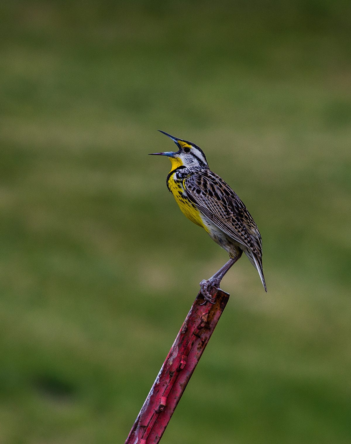 Why Do Birds Sing, and What Does This Have To Do With Your Art? | by ...