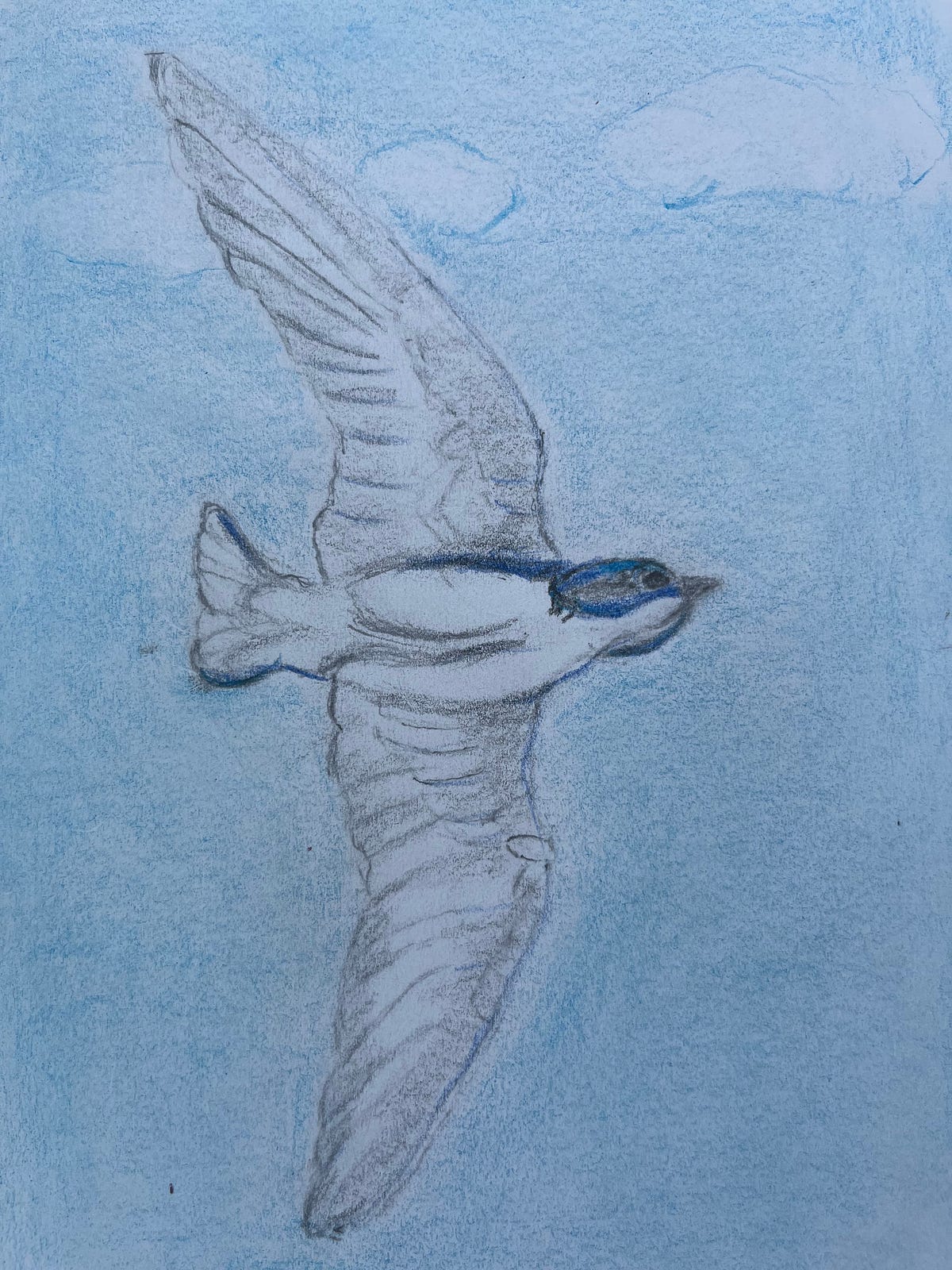 What Bird Watching Taught Me: My Grateful Ode to Avian Intelligence ...