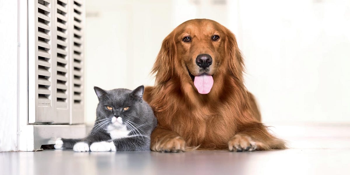 Understanding Compassion Fatigue in Veterinary Medicine | by Megan ...