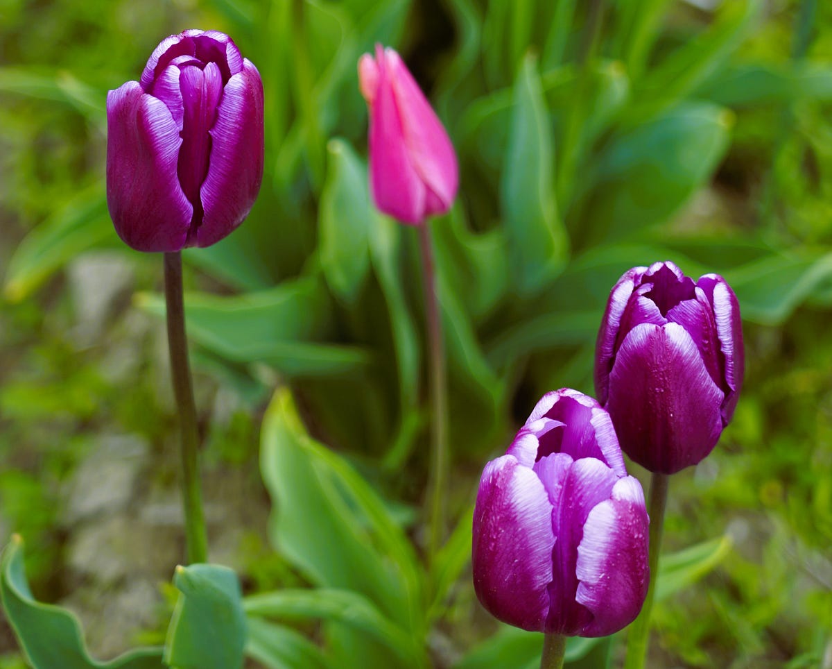 3 Morning Mantras for Mindfulness Beginners to Shield You Against ...