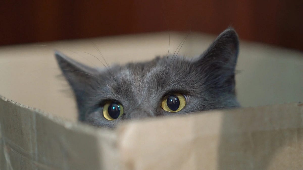 The .hidden Property. While working on a project recently, it… | by Sarah Baughman | Medium