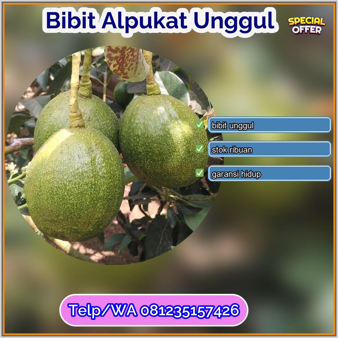 Pusat Pembibitan Bibit Alpukat Unggul Sorong - cantika sari - Medium