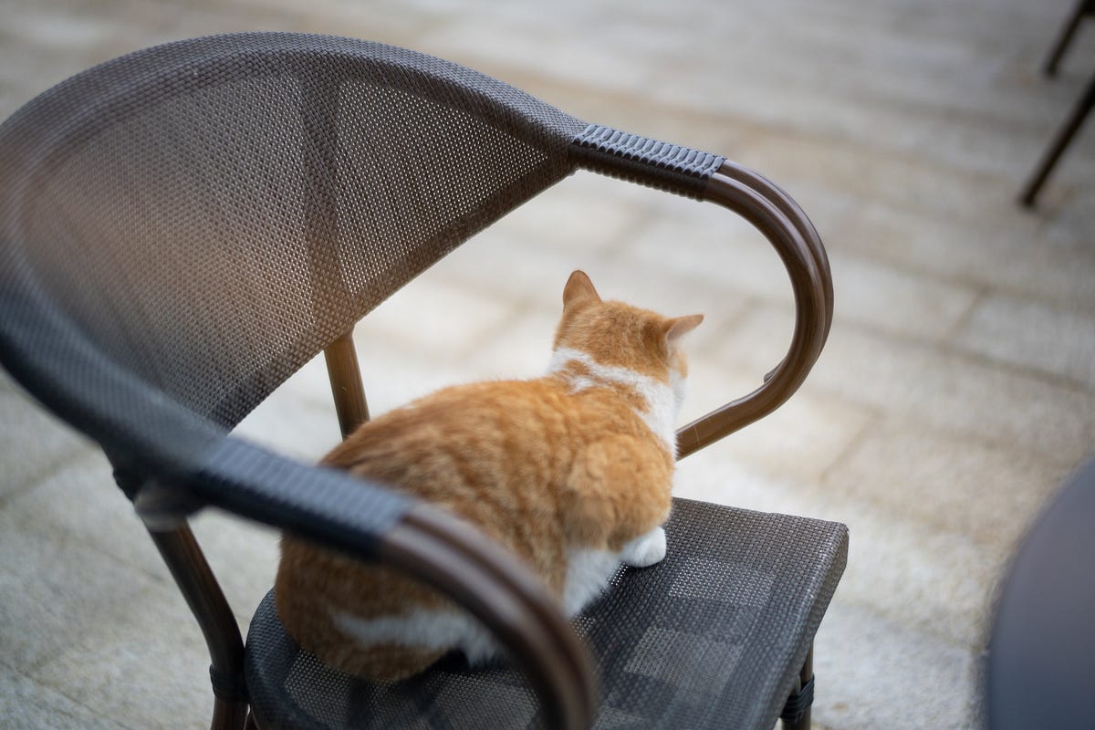 Creating a DevStream (dtm) Plugin for Anything | by Tiexin Guo | DevStream | Medium