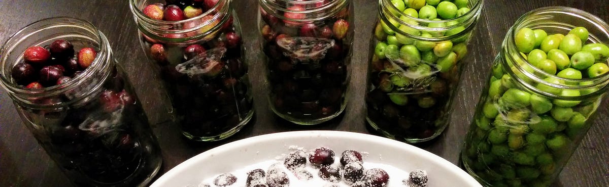 Curing olives, for the eating. Here in Davis, we have lots of olive ...