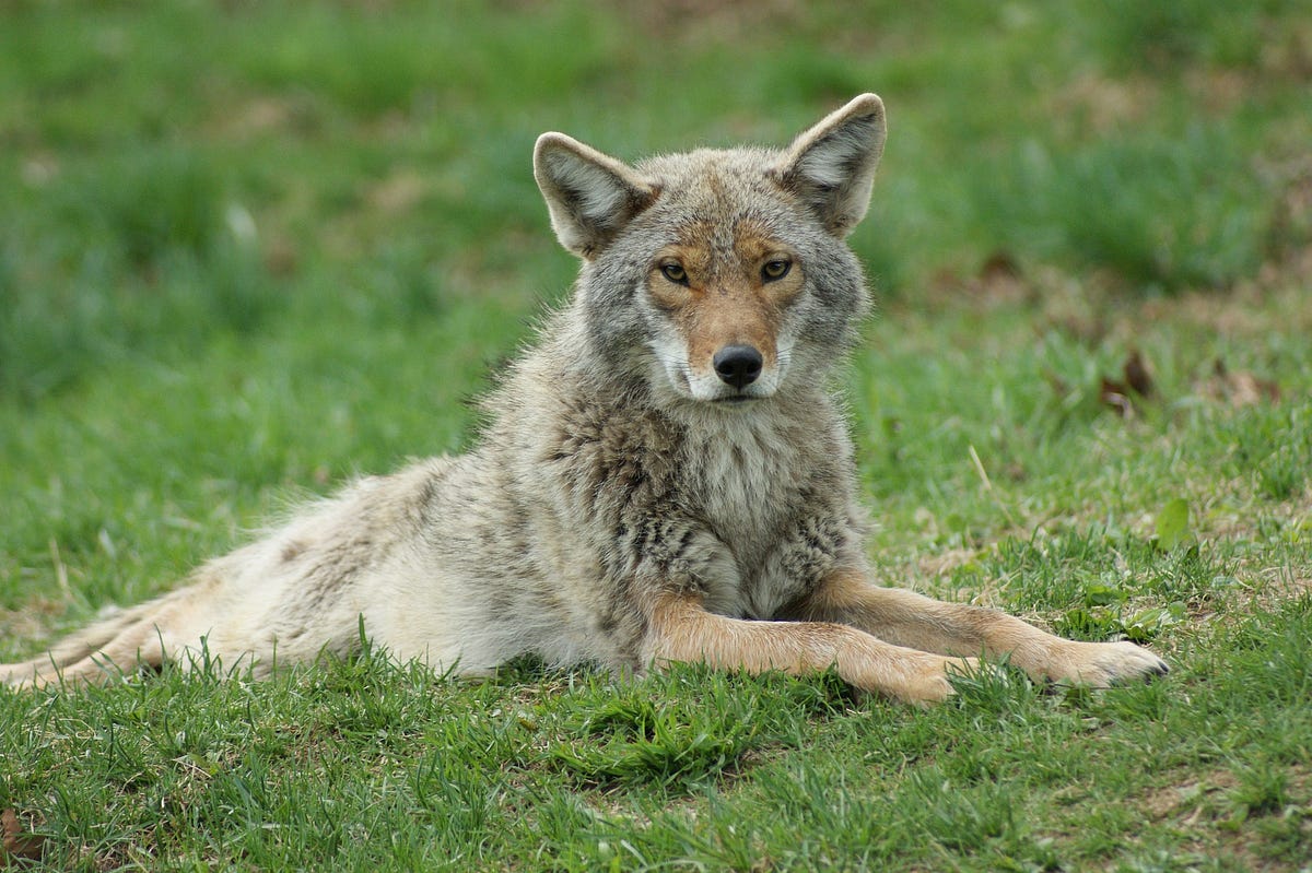 My Coyote Muse Has Something to Say About the American Diet | by ...