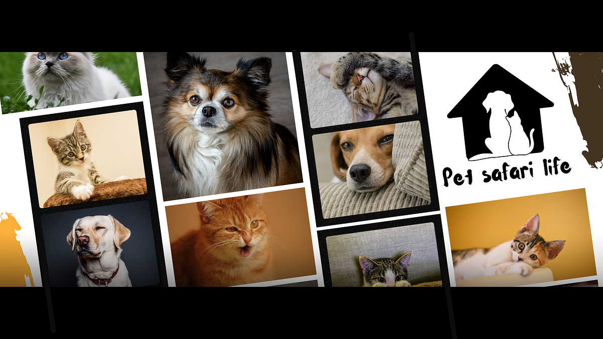 Exploring the Pet Safari: A Journey into the Wild Side of Animal ...