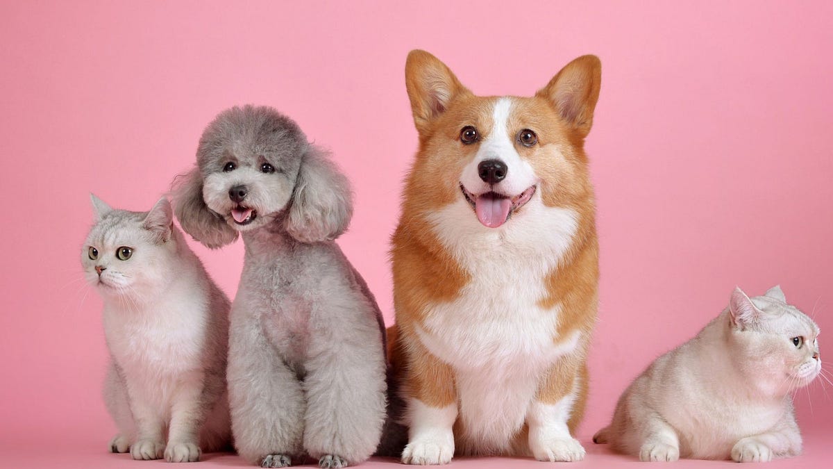 TOP 5 WONDER FUN & EFFECTIVE WAYS TO KEEP PAW PETS ACTIVE | by WONDER ...