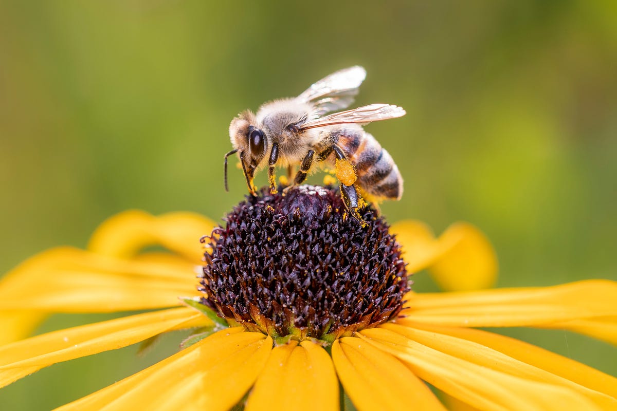 A Tiny Bee. Don’t come here | by Toni Crowe | Fiction Shorts | Jul ...
