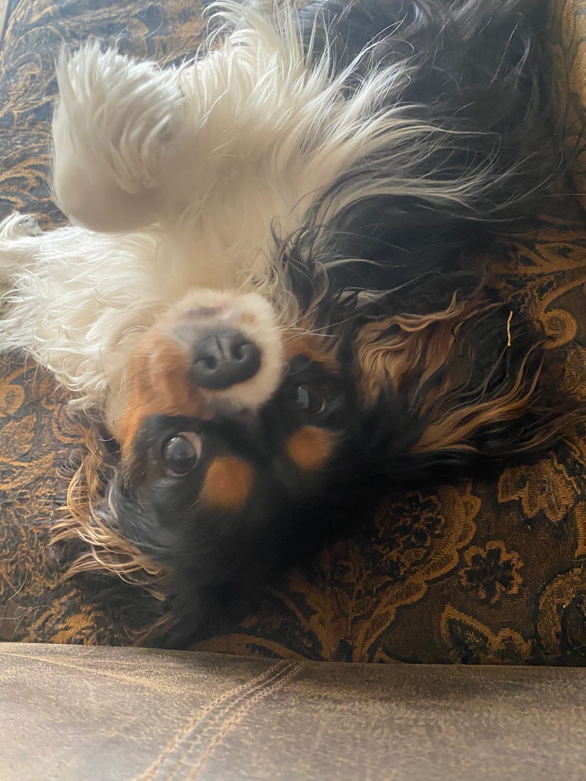 My Dog Thinks She’s A Doctor. She will cure all your illnesses | by ...