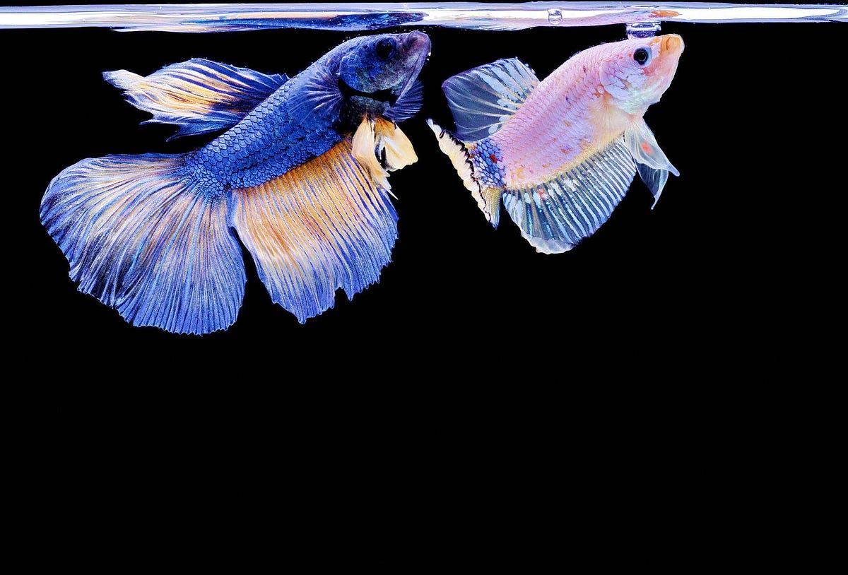 Can You Keep a Male and Female Betta Together? | by Richmond Loh | Medium