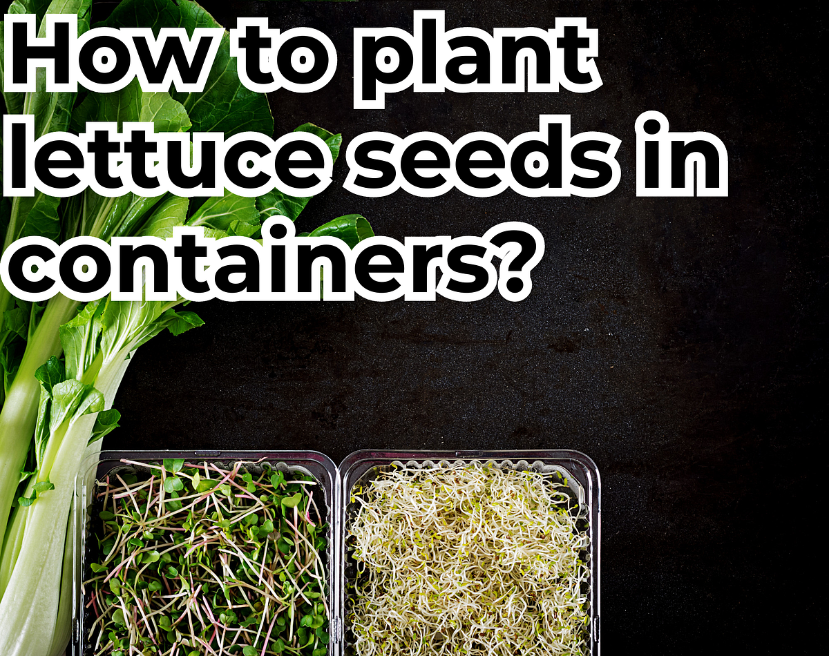 How to plant lettuce seeds in containers? | by smallgardenplants | Medium