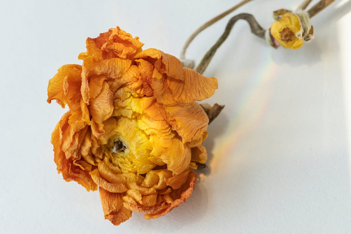 She Was a Marigold; How Did She Grow To Be So Withered? A Short Poem ...