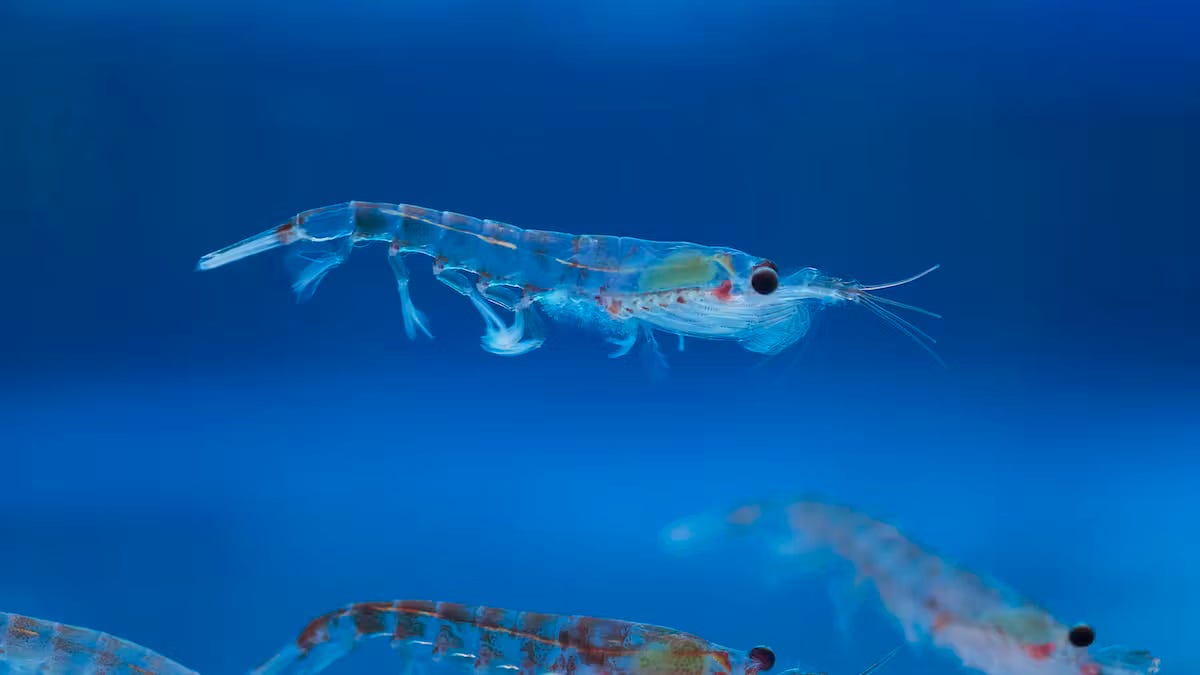Diel Vertical Migration: The Cyclical Life of Small Marine Organisms ...