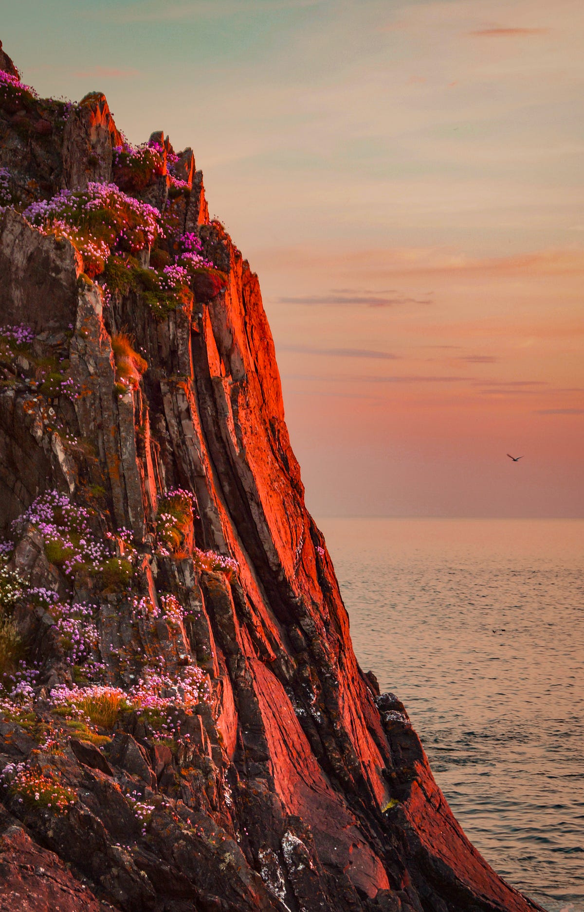 Thrift-Covered Cliffs on the Isle of Man | by Janice Gill | SNAPSHOTS ...
