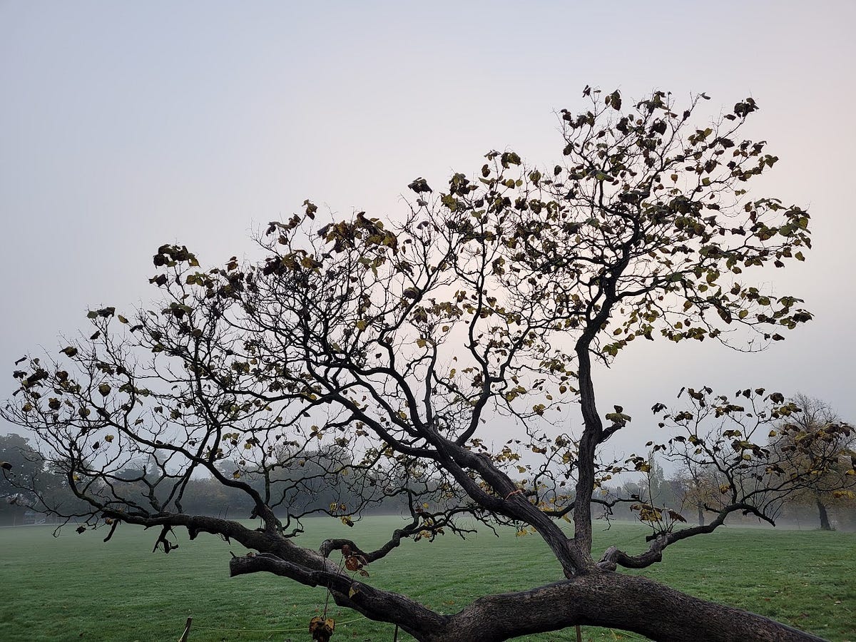 Four futures for the relationship between councils and the ...