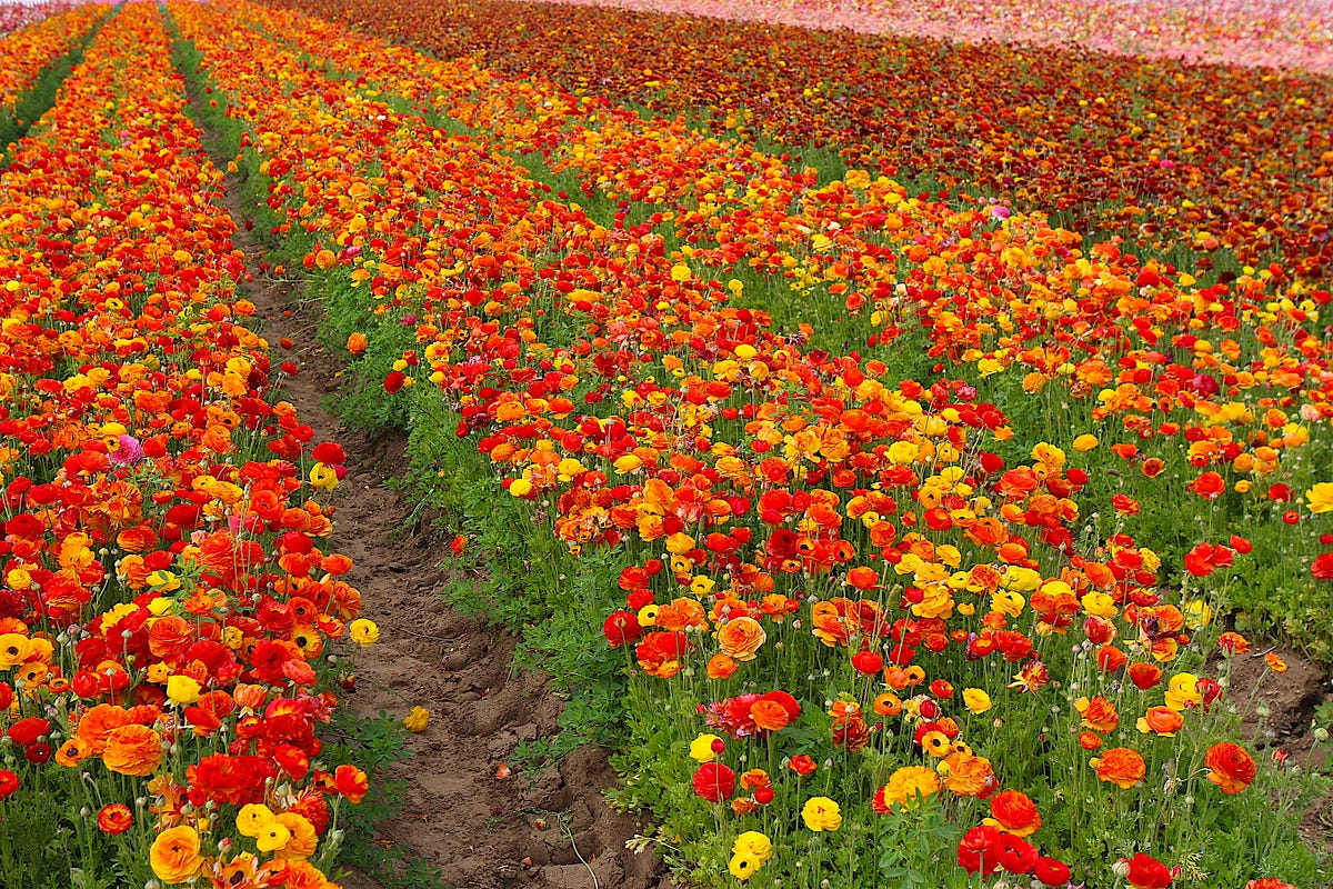 The Beautiful Flower Fields of Carlsbad, California | by Michael Rhodes ...
