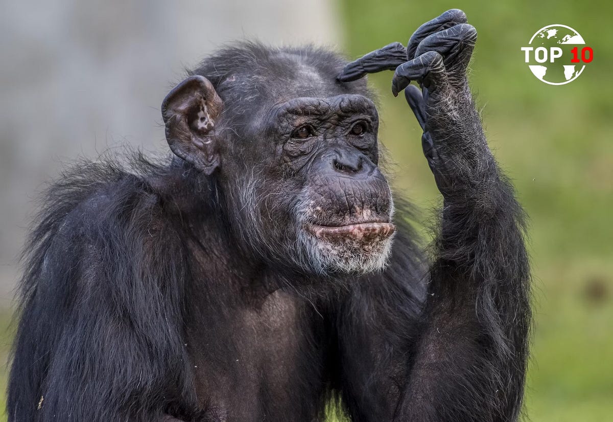 Top 10 most intelligent animals in the world - TOP10sINTHEWORLD - Medium