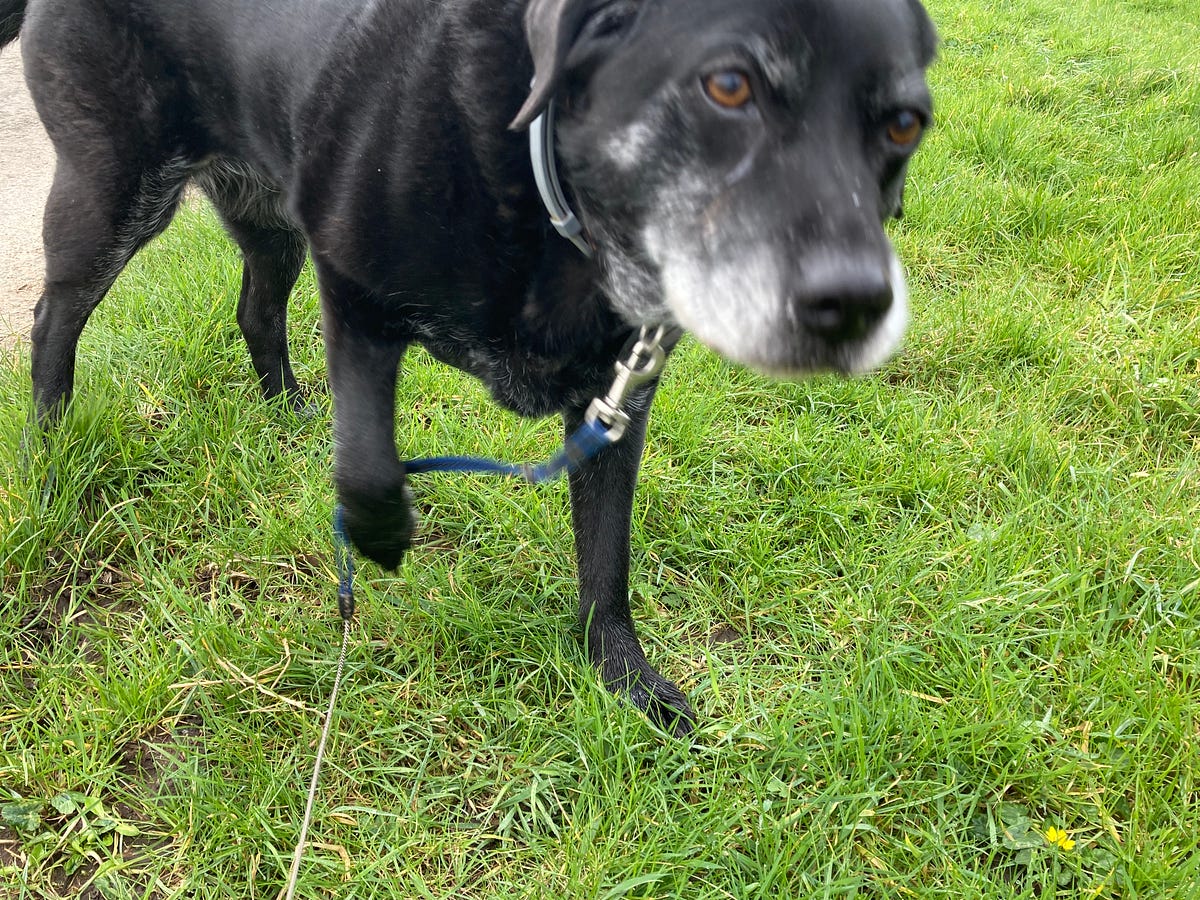 A Man Fell Through The Roof | Penny Grubb | Weeds & Wildflowers