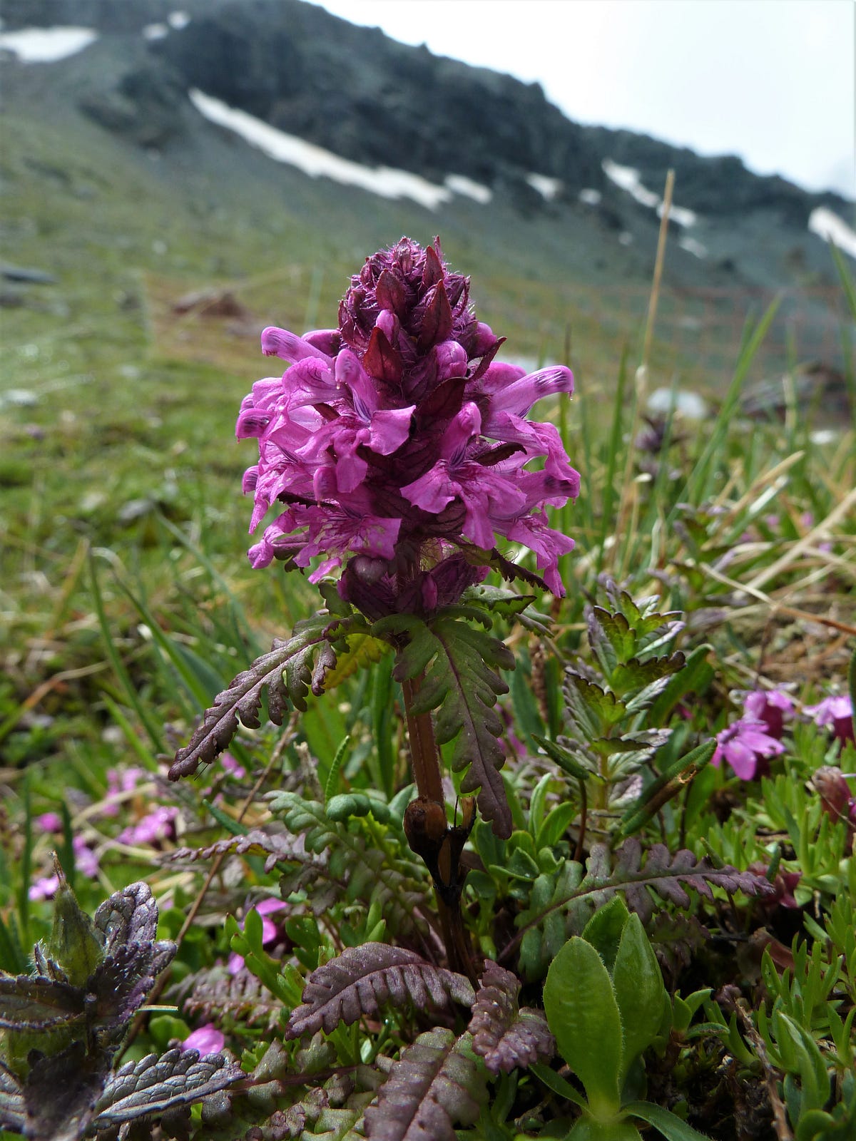 The tundra phenology database:. More than two decades of tundra… | by ...