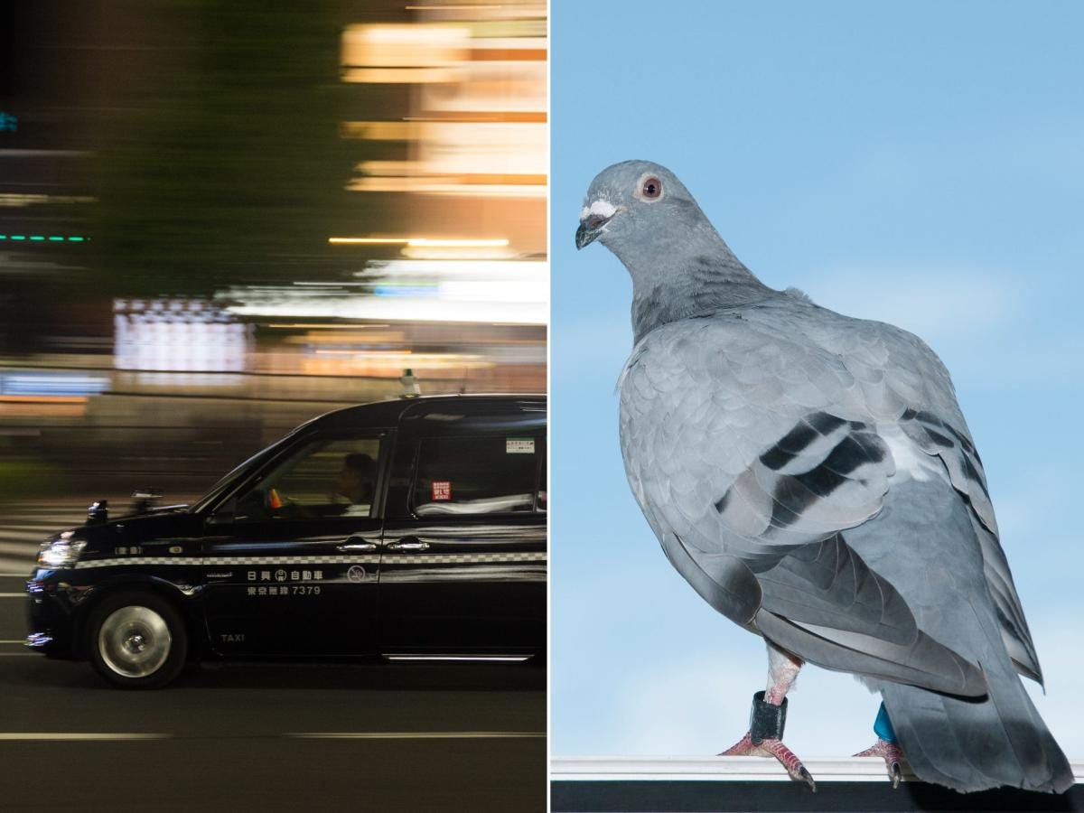 Tokyo Taxi Driver Arrested for Alleged Pigeon Incident Sparks Legal ...