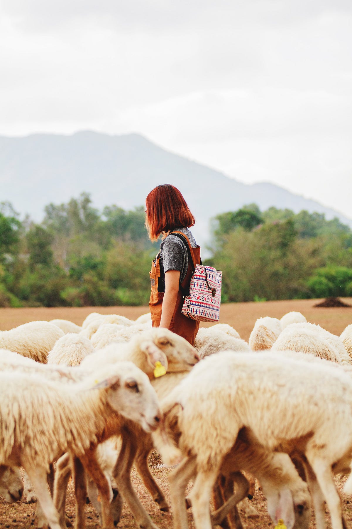 Conformisme : sommes-nous tous des moutons ? | by Nicolas Mémel | Medium