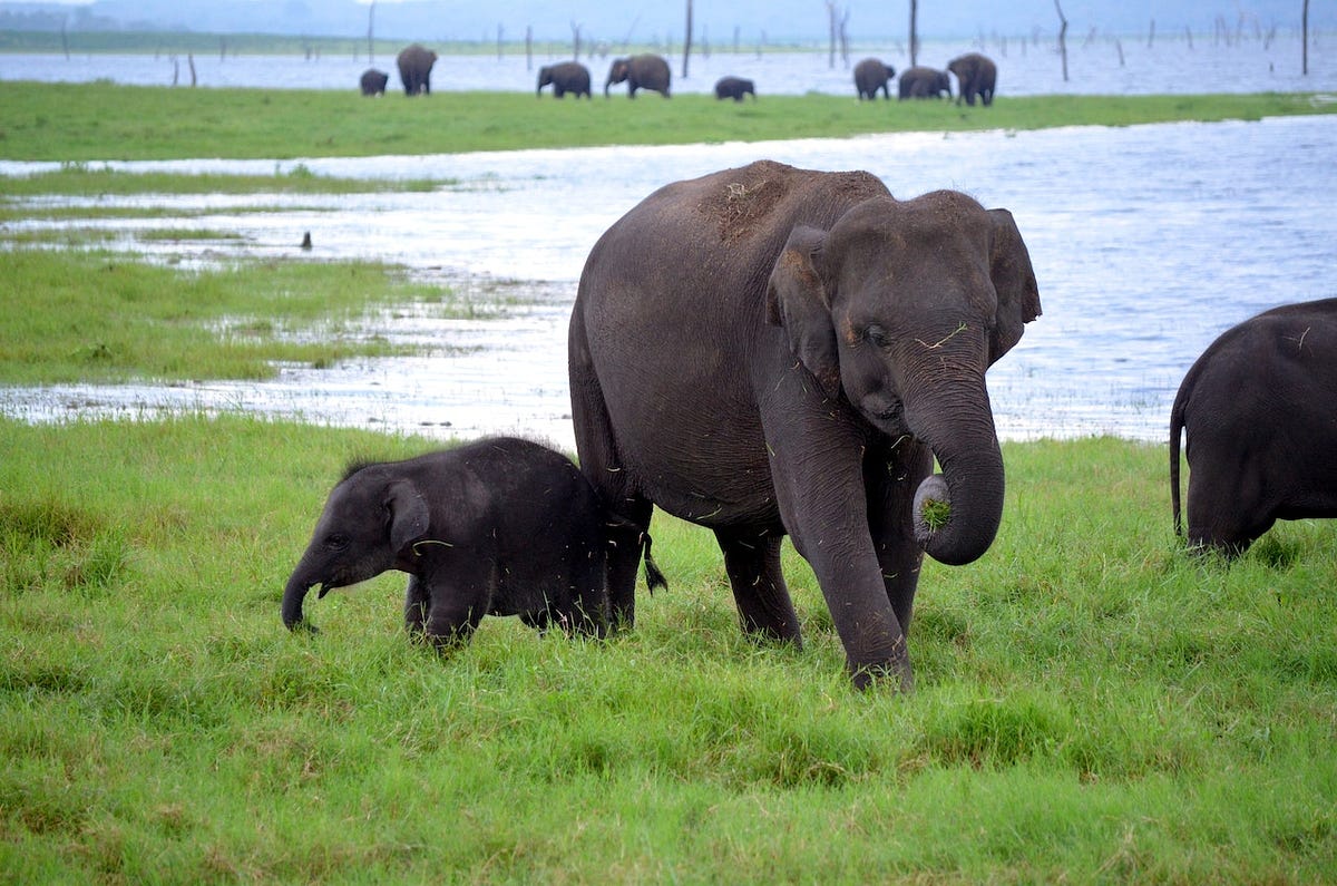 Nature’s Teachers: The Valuable Lessons Animals Can Offer Us | by Si Na ...