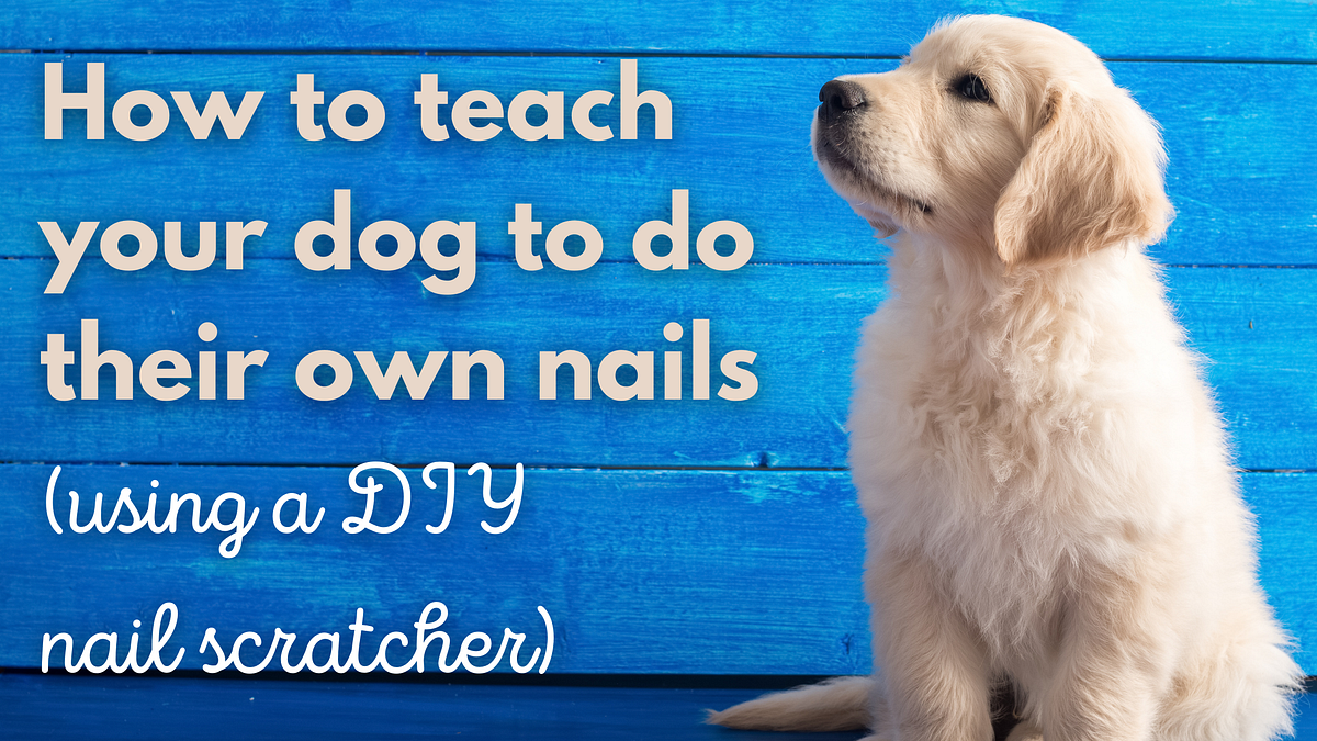 How to teach your dog to do their own nails. | by Lisa Ullery Gallegos ...