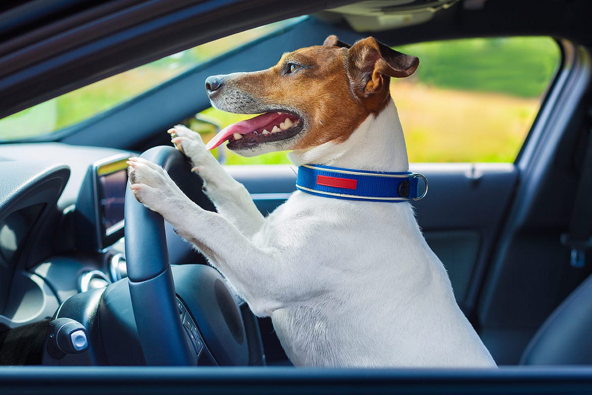 Pets and Rhode Island Auto Accidents: Preventing Distracted Driving ...