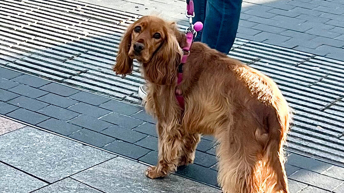 An Ode to All the Dogs I Have Met, and the Ones I Haven’t - In Living ...