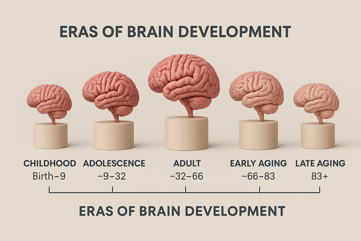 Your Brain Isn’t Fully “Adult” Until Your 30s: Scientists Reveal the ...