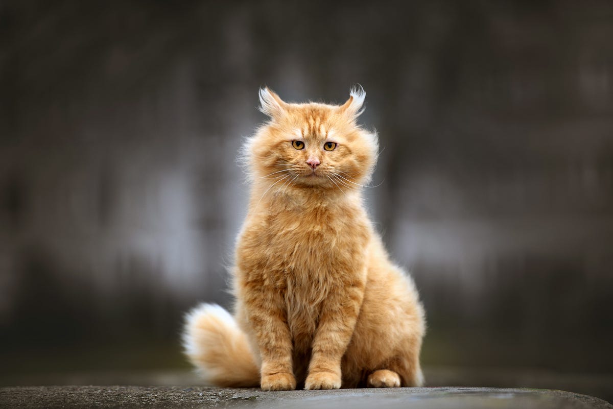 How Trouble The Cat Found A Forever Home | by Toni Crowe | No Air | Medium