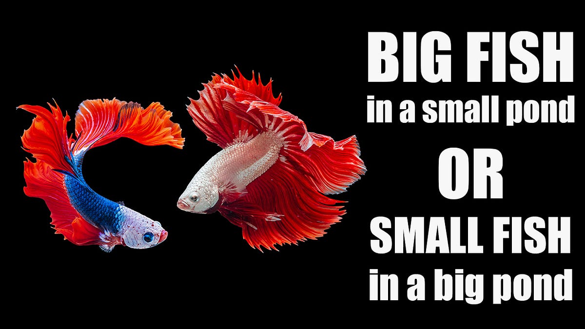 Big And Small Fish