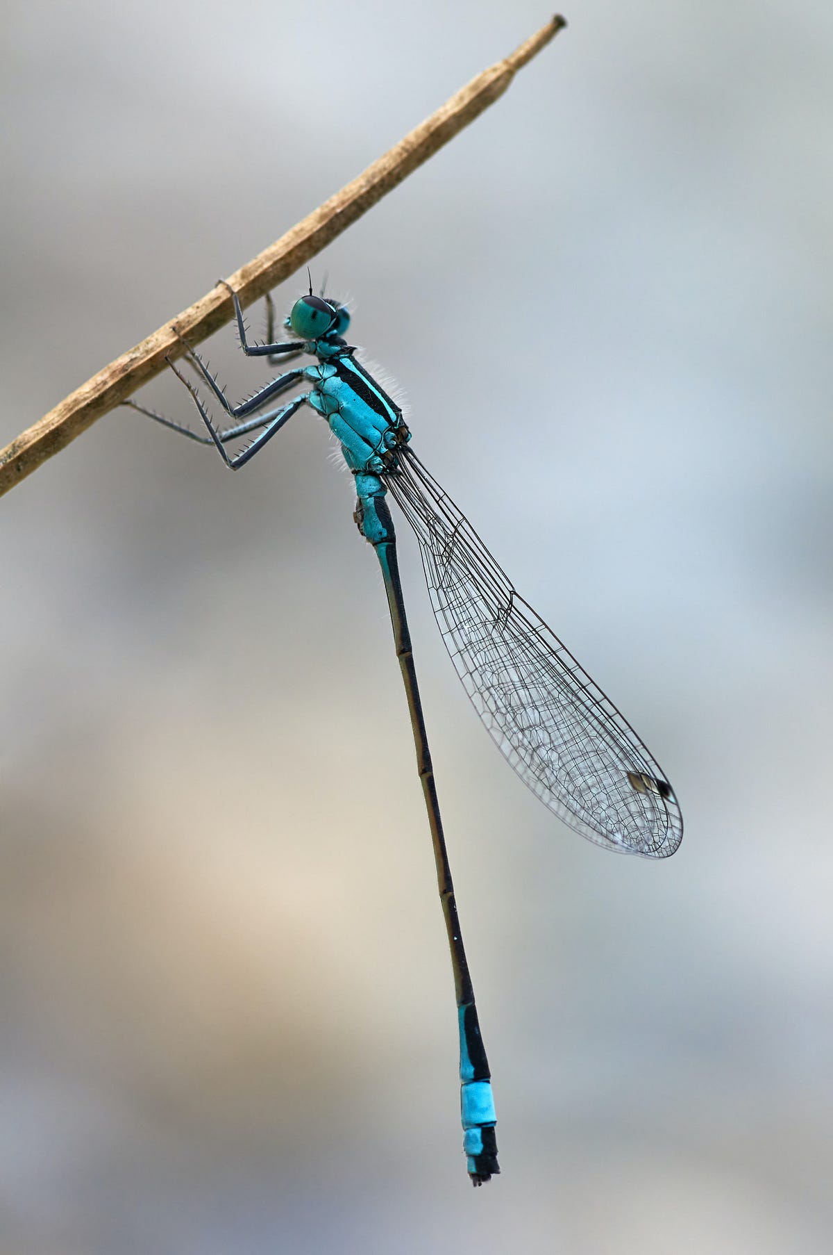For Improved Wifi Security, It’s Hello To DragonFly (WPA3) | by Prof ...