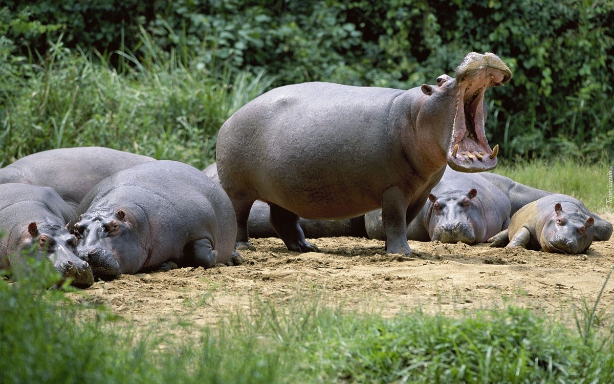 Super yawning hippopotamus.. Once upon a time, there was a hippos… | by ...