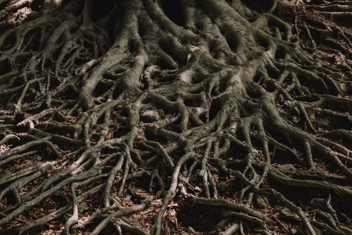 Deeply Rooted. Deeply rooted in our nation’s history… | by Priti Nemani ...