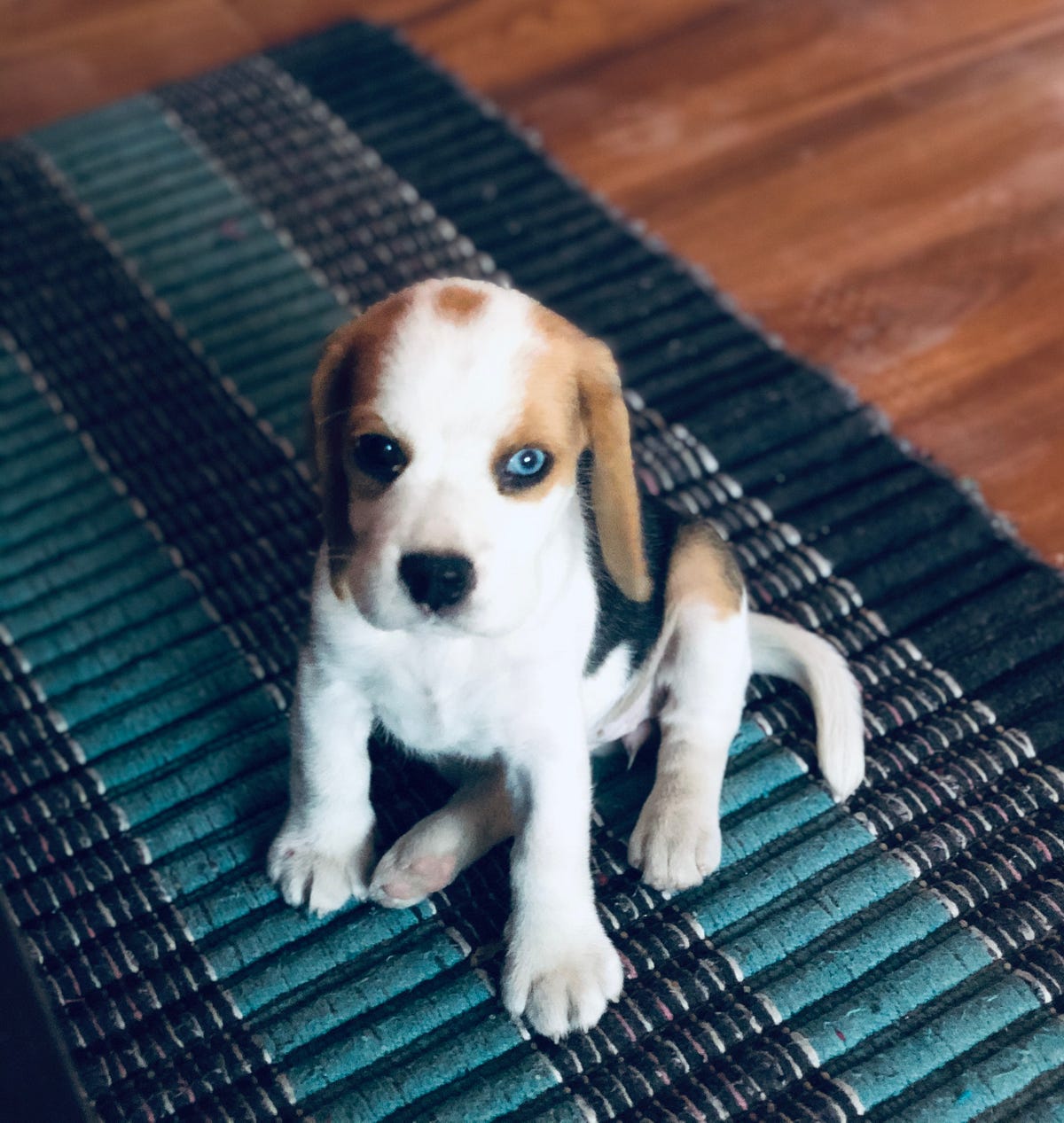 7 Lessons from a Rookie Dog Owner | by Vishweshwar Vivek | Vishweshwar ...