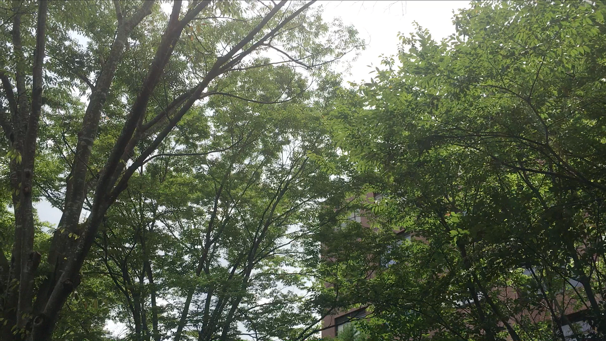 Cicada Song Abroad. Poetry Sunday | by Ryan M. McLaren | P.S. I Love ...