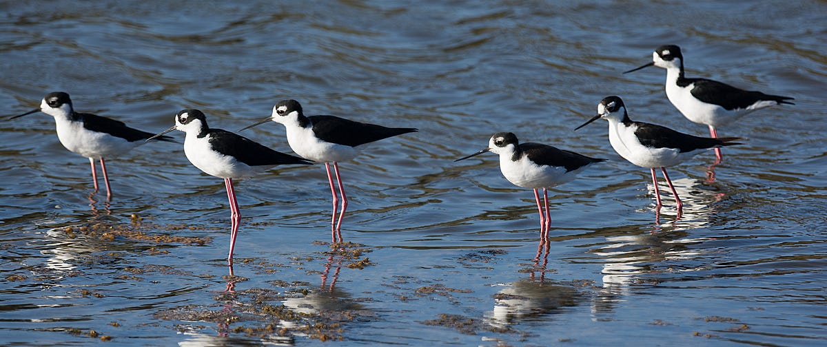 How Popular is JavaScript in 2019? | by Eric Elliott | JavaScript Scene ...