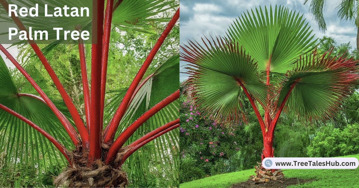 Discover the Beauty of Red Latan Palm Trees | Medium
