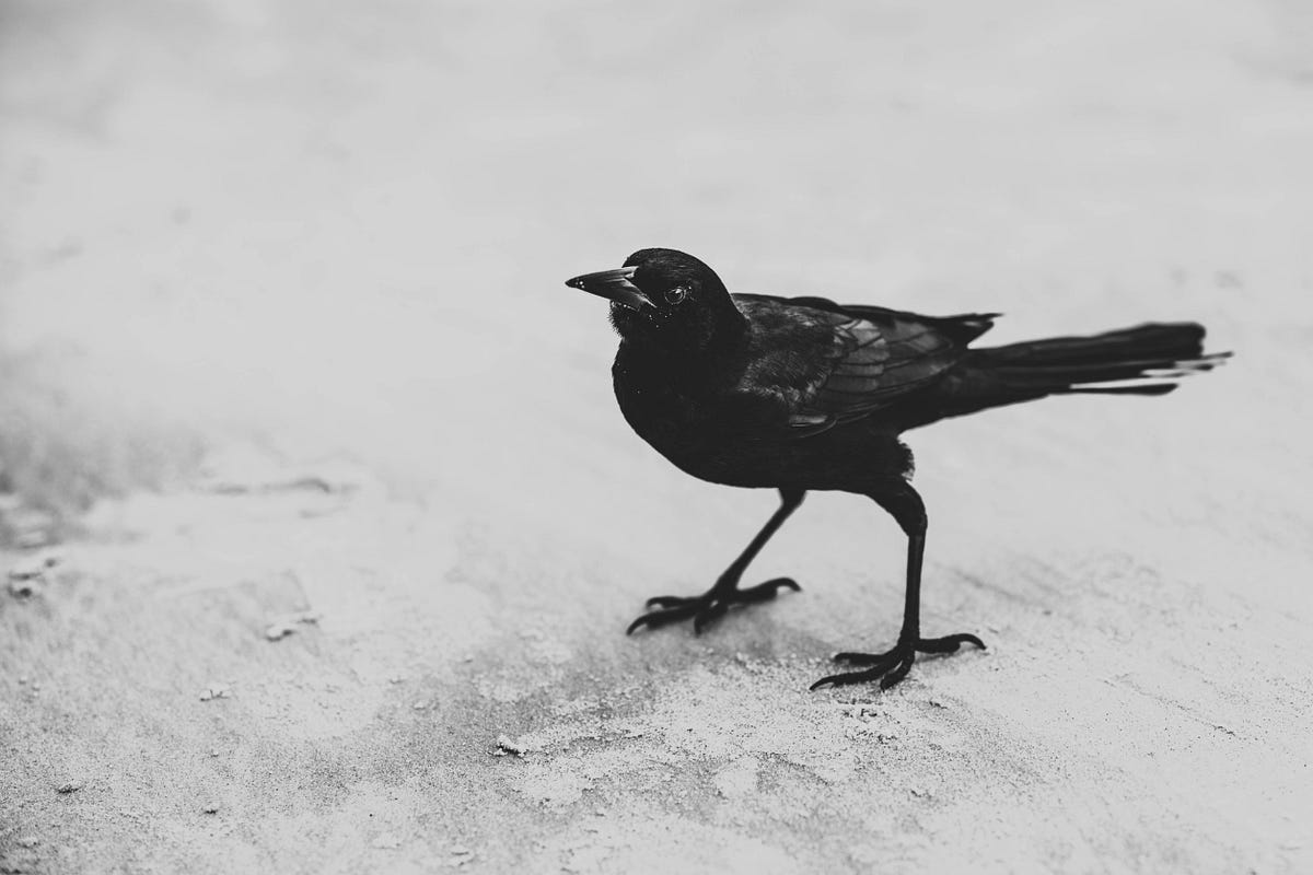 Raven. A bird flew by her — a raven. She… | by Magdalina Atanassova ...