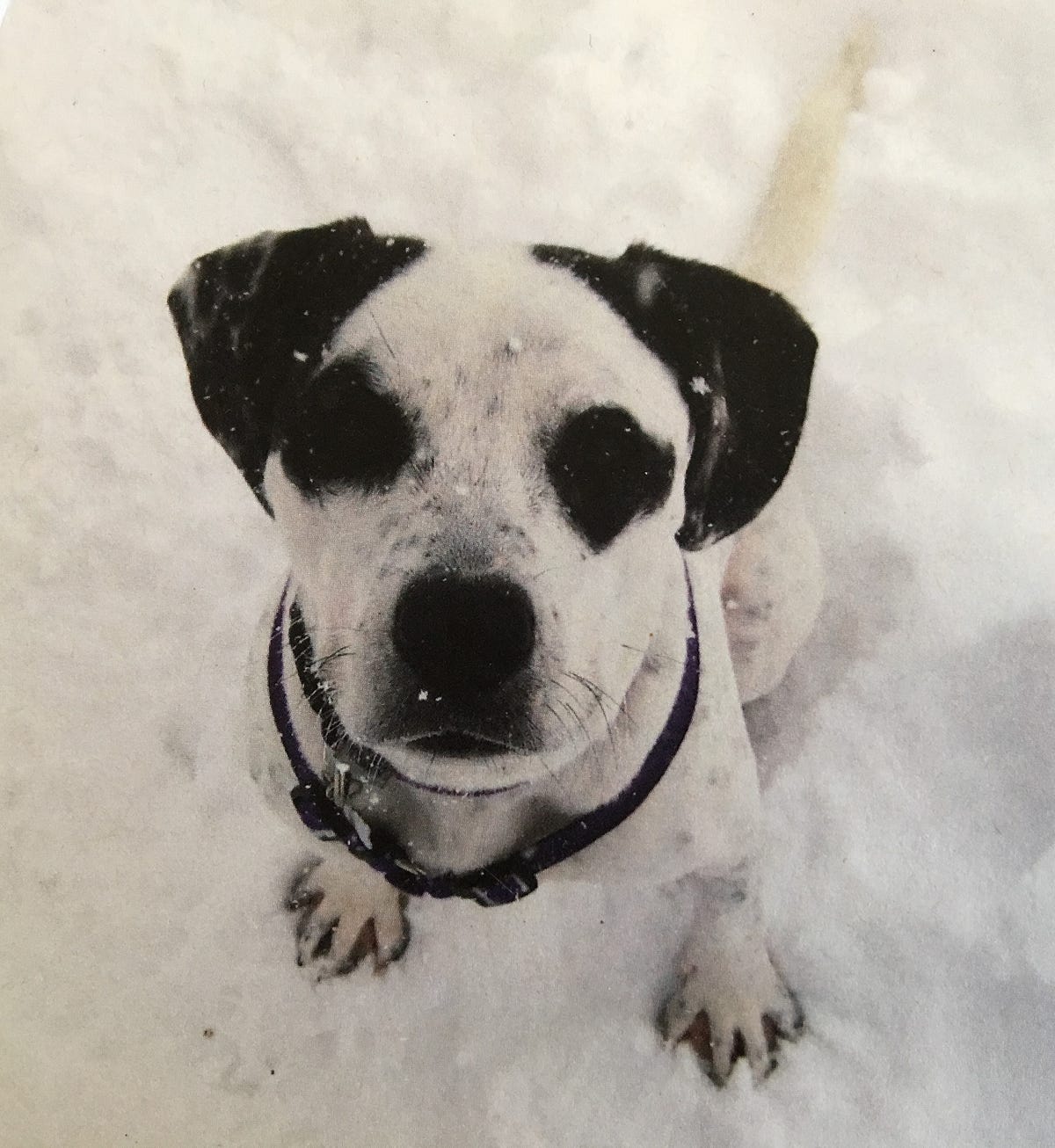 Goodbye to Maya, My Beautiful Dog | by Nicholas Grossman | Arc Digital | Medium